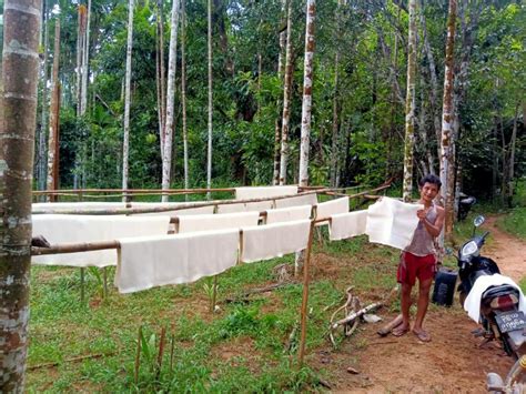 လိပ်သိုဒေသရှိ ရော်ဘာစိုက်ပျိုးသူတောင်သူများ အစေးလှီး ရော်ဘာပြားထုတ်လုပ်ခြင်းလုပ်ငန်း အဆက်မပြတ