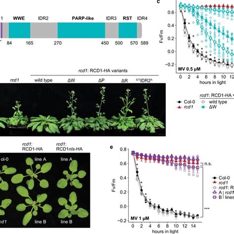 Localization Of Rcd1 To Nbs And Binding Of Par Depends On Wwe And Download Scientific Diagram