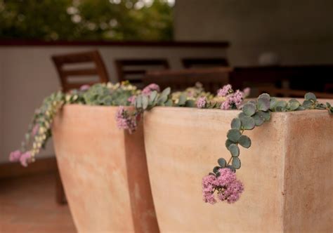 Flores Para Varandas Resistentes Ao Frio — Idealista News