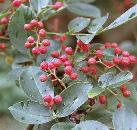 Zanthoxylum Bungeanum Giardini Caneva