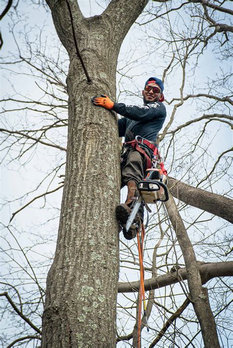Tree Topping Services In Suffolk Nassau Queens