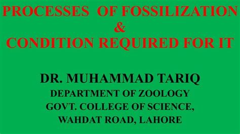 Fossilization And Conditions Required For It Pptx Geology Science