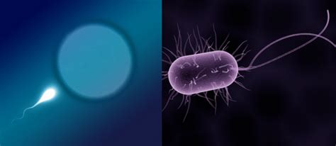 Flagella Function And Definition Science Trends