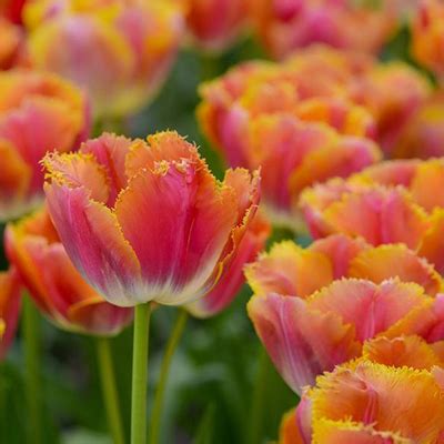 Луковицы тюльпанов бахромчатый Сансет Майями l Русские Семена ...