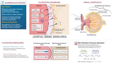 Physiology Glomerular Filtration And Net Filtration Pressure Ditki Medical And Biological Sciences