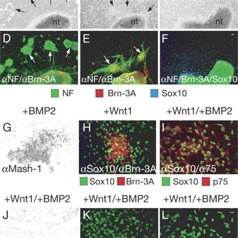 Maintenance Of Multipotency In NCSCs By Combinatorial Wnt And BMP