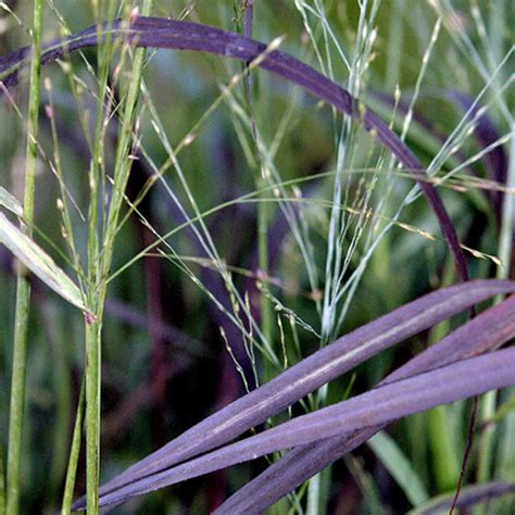 Overdevest Nurseries Lp Panicum Vir Ruby Ribbons