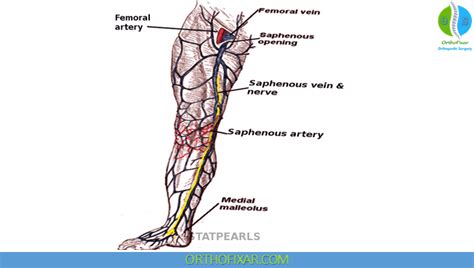 Saphenous Nerve Anatomy Orthofixar