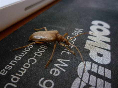 Here S The Fascinating Origin Of The Term Computer Bug