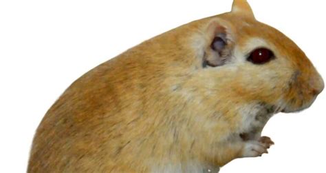 Why Does My Gerbil Poop On Me Reasons Explained