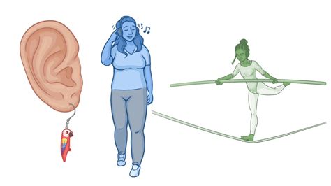 Anatomy Clinical Correlates Ear Video Anatomy Osmosis