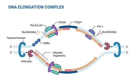 Dna Replication Process In Eukaryotes Dna Replication Dna