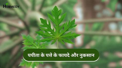 पपीता के पत्ते के फायदे और नुकसान Papaya Leaf Benefits