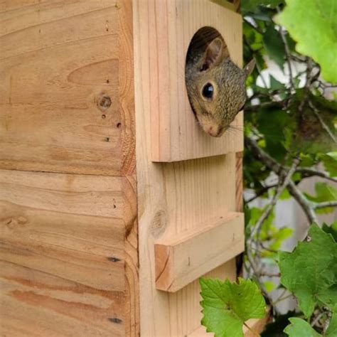 Extra Large Squirrel House Squirrel House Cedar Squirrel House