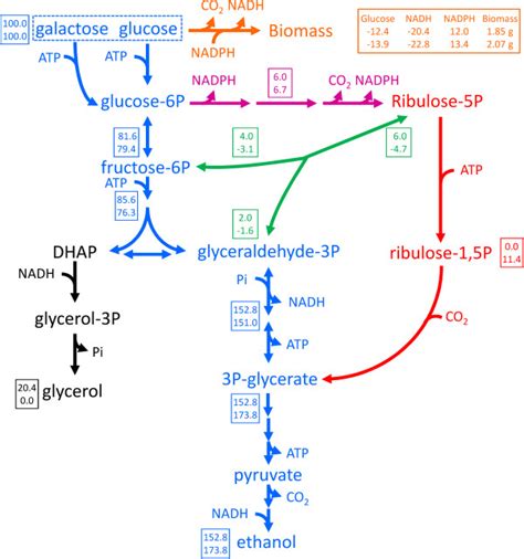 quantifying the inputs of atp and nadph and output of pi