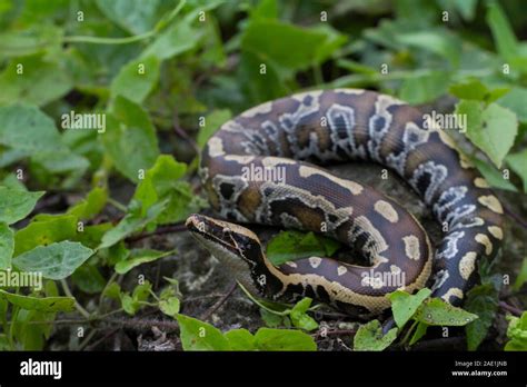 Sumatran Red Blood Python Python Curtis Curtis Commonly Known As Red