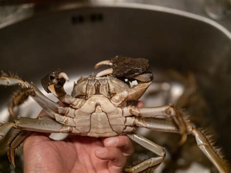 What Is Chinese Mitten Crab Or Hairy Crab And Why Is It Banned In The U S