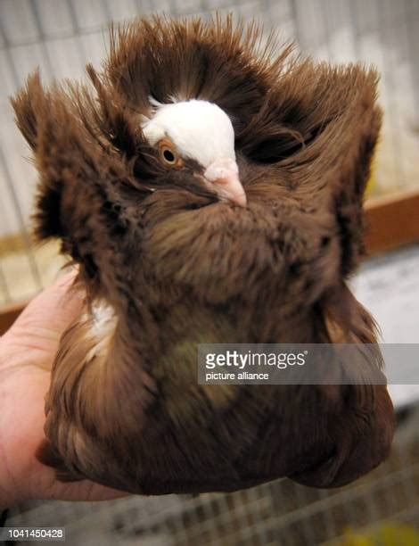Jacobin Pigeons Photos And Premium High Res Pictures Getty Images