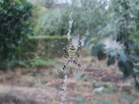 Spider Cobweb Garden Free Photo On Pixabay Pixabay