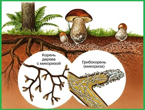 что такое грибница, гифы?Какие связи объединяют грибницу и корни ...