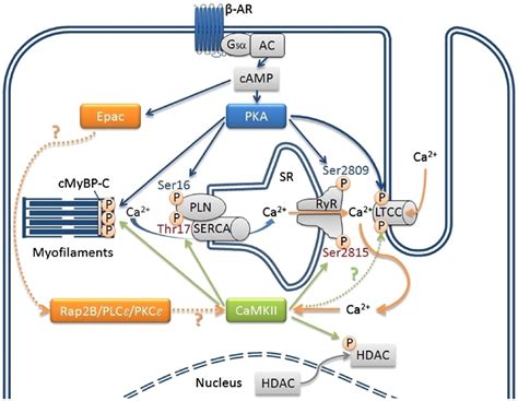 What Are Beta Adrenergic Receptors At Bruce Moreno Blog