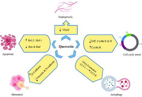 Anticancer Effects Of Quercetin Download Scientific Diagram