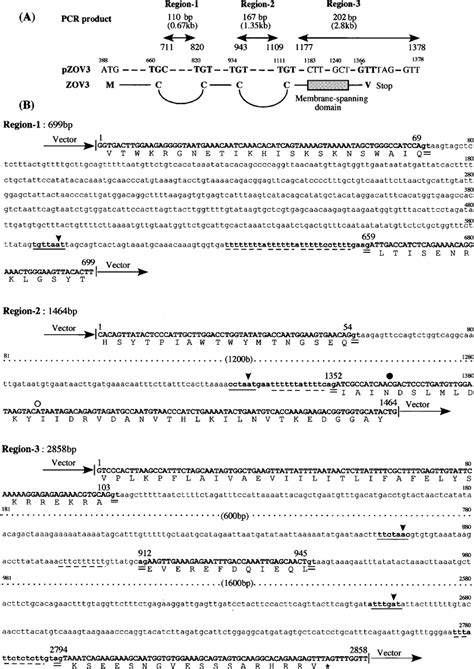The Bacterial Artificial Chromosome Bac Clone 278e1 Contained A