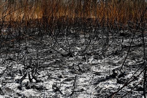 토양에 잔디 화재의 효과 봄 화재 후 탄 잔디 불에 탄 잔디와 농촌 필드의 검은 표면 방화와 수염 연소의 결과 자연 재해의 여파 가뭄에 대한 스톡 사진 및 기타 이미지