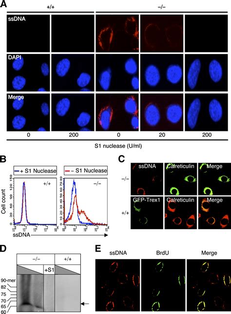 Trex1 Exonuclease Degrades Ssdna To Prevent Chronic Checkpoint