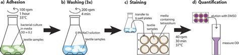 Scheme Of The Experimental Procedure For The Adhesion Assay Different