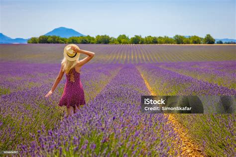 하늘을 배경으로 라벤더 밭 가운데 서 있는 모자를 쓴 여성의 뒷모습 프랑스에 대한 스톡 사진 및 기타 이미지 프랑스 관광 꽃 식물 Istock
