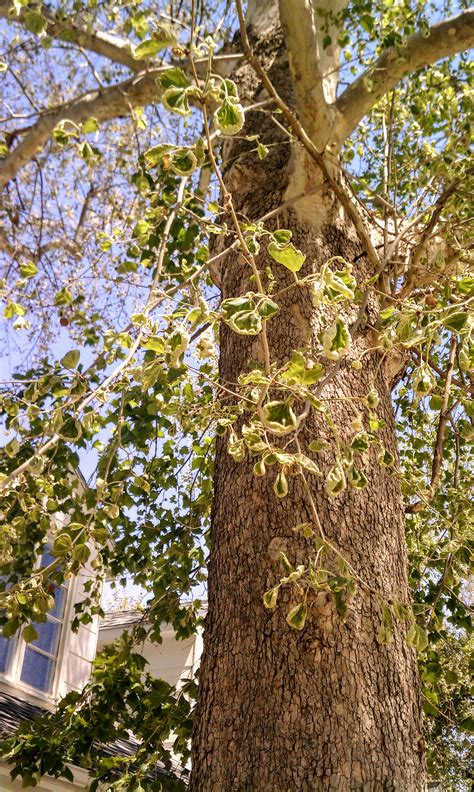 Use Caution When Spraying To Avoid Herbicide Injury Central Kansas