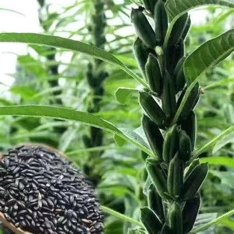 芝麻種子 白芝麻 黑芝麻 高產 早熟 芝麻油專用優質蔬菜種子 四季種植 爆款热销 蝦皮購物