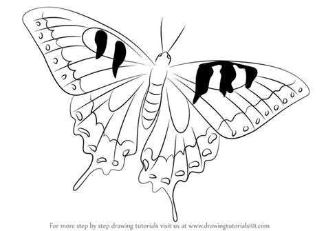 Eastern Tiger Swallowtail Butterfly Drawing