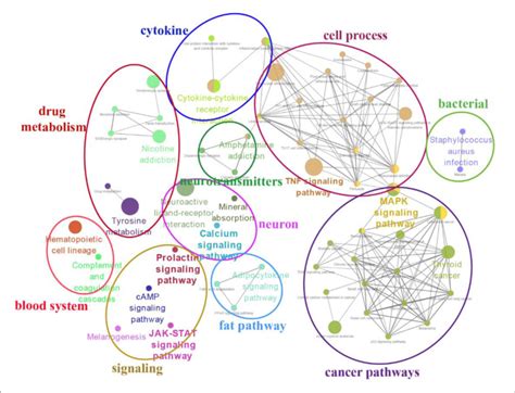 a simplified network of related statistically kegg pathways using the download scientific