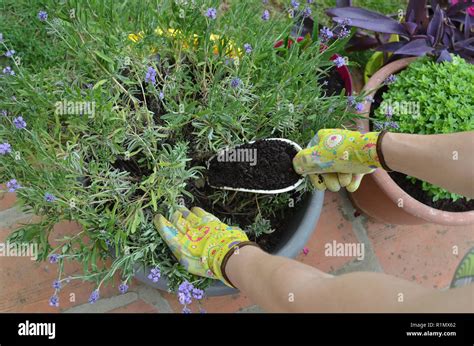Woman Adding Fertilizing Soil In A Pot With Lush Lavender Stock Photo Alamy