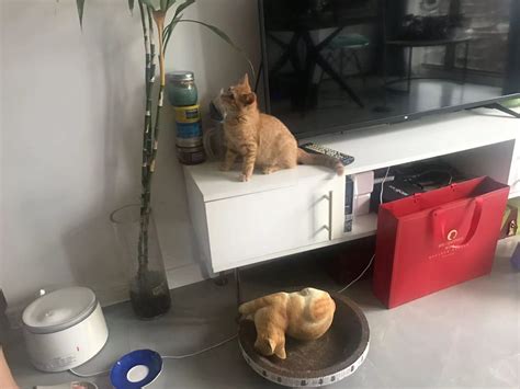 The Kitty Drags The Wooden Gi Nger Into His Scratching Bowl R