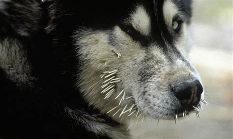 Porcupine Quills
