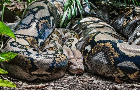Script Python Exemple Découvrez Comment Créer Votre Premier Programme