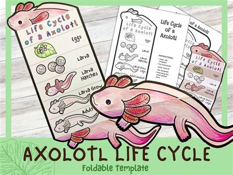 Axolotl Life Cycle Foldable Amphibian Life Cycle Learning Etsy In