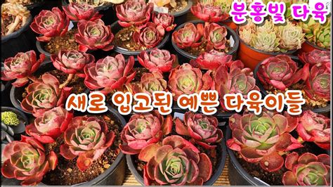 판매영상 새로 입고된 예쁜 다육이들 새해 복 많이 받으세요 Youtube