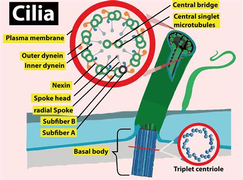 Cilium Cilia Motion