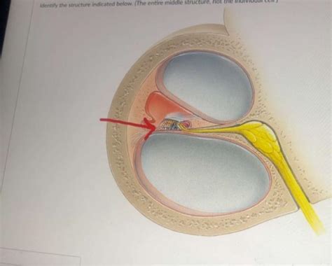 Solved Identify the structure indicated below. The entire | Chegg.com