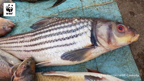 ត្រី ទឹកសាប ប្រភេទ នេះ ដែល កំពុង រង ការ គម្រាមកំហែង ជិត ផុត ពូជ នៅលើ ពិភពលោក គេហទំព័រ ខ្មែរ៧មករា