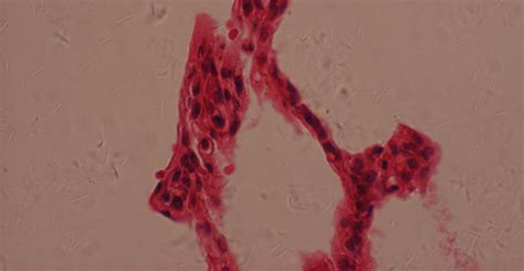 Epithelial Tissues Flashcards Quizlet