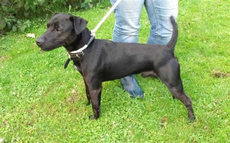 Patterdor Patterdale Terriers