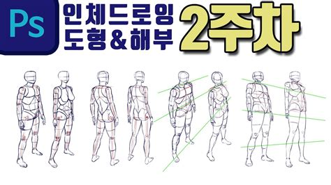 2 [shape N Anatome Drawing]인체드로잉 도형 해부학 2주차 Procreate Digitaldrawing Photoshop Anatome Youtube