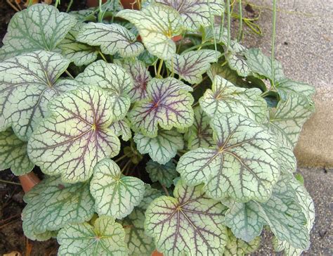 How To Identify Alumroots Heuchera Heuchera Plantjoy