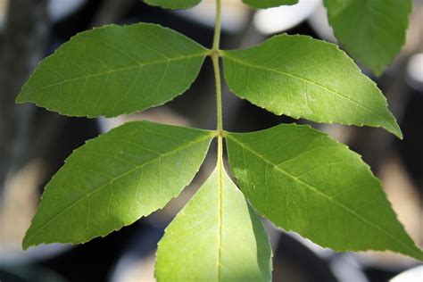 Green Ash Leaf 3 Ontario Native Plant Nursery Container Grown 705466 6290