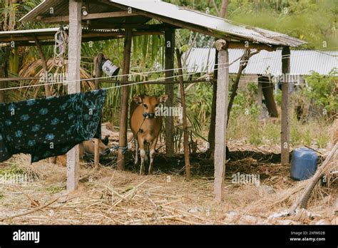Cows Tied Up In Shack In Rural Indonesia Stock Photo Alamy